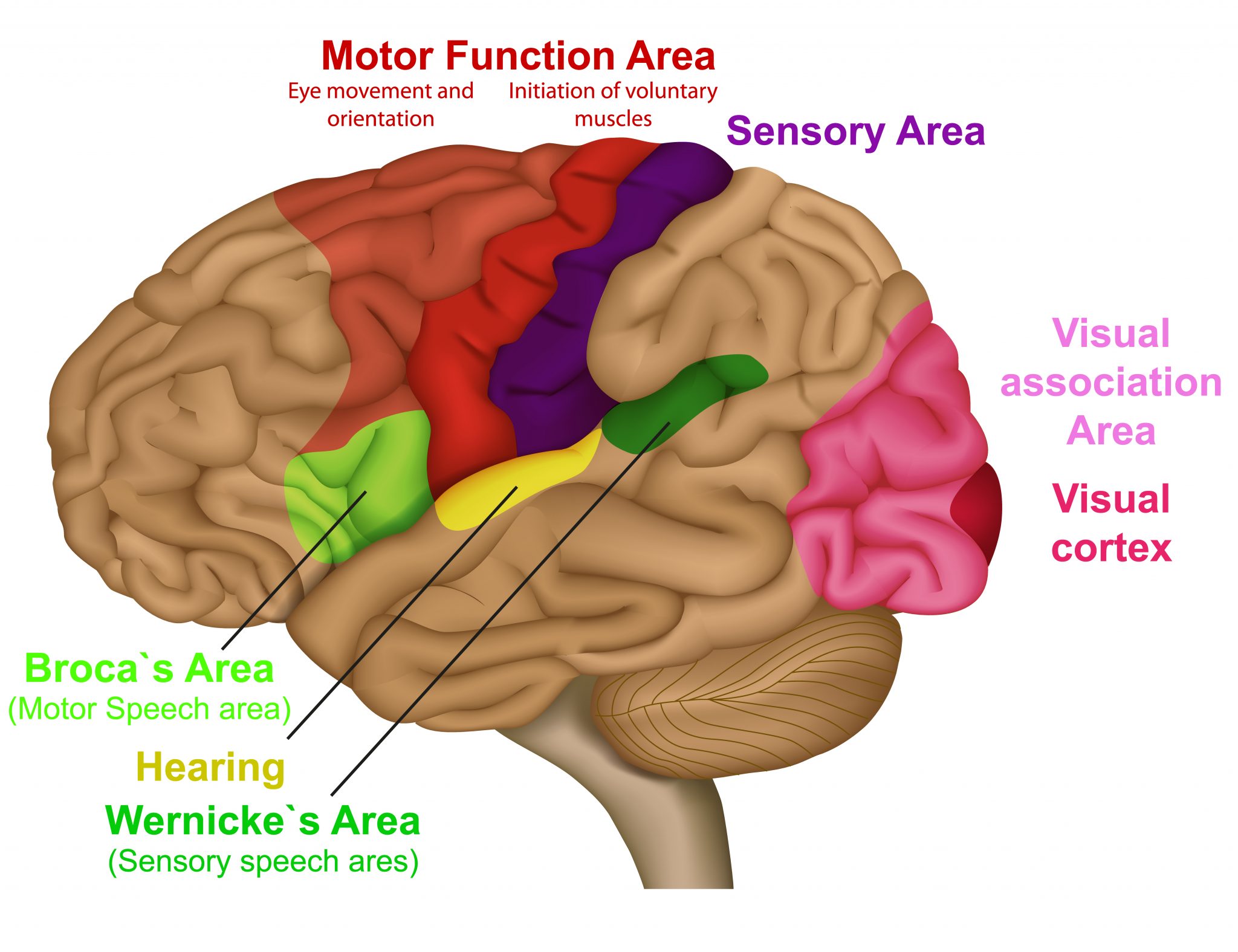 Sensory Memory The Motor Behind Your Hidden Abilities CogniFit Sensory Memory The Motor Behind Your Hidden Abilities CogniFit