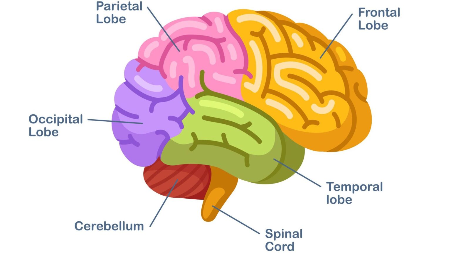 Frontal lobe: why is it so important? what happens if it is injured?