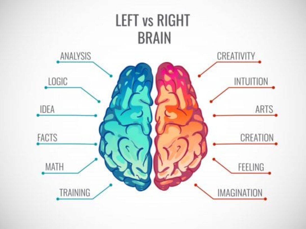 Hemisferios Cerebrales Izquierdo Y Derecho Diferencias Entre Los