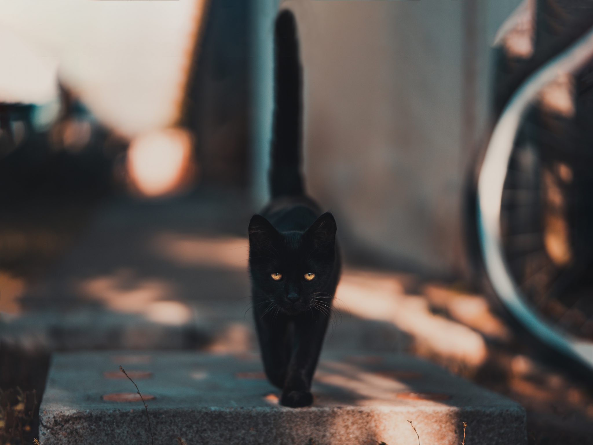 Qué es la superstición. La psicología de la conducta supersticiosa ...