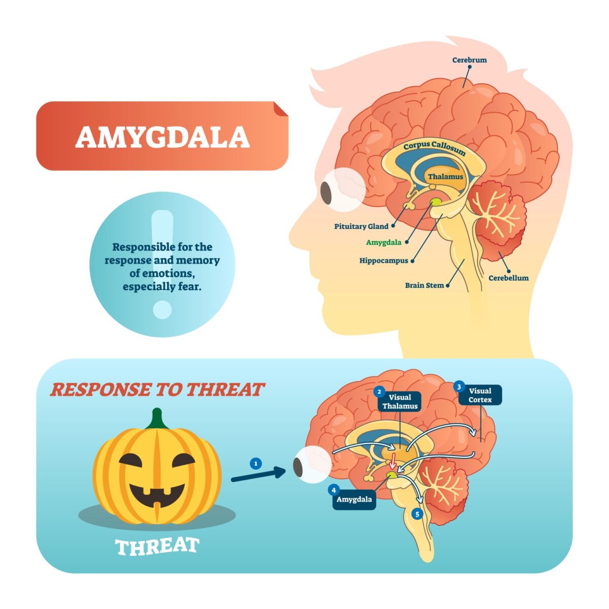 Amygdala The Powerhouse Of Emotions CogniFit Blog Brain Health News