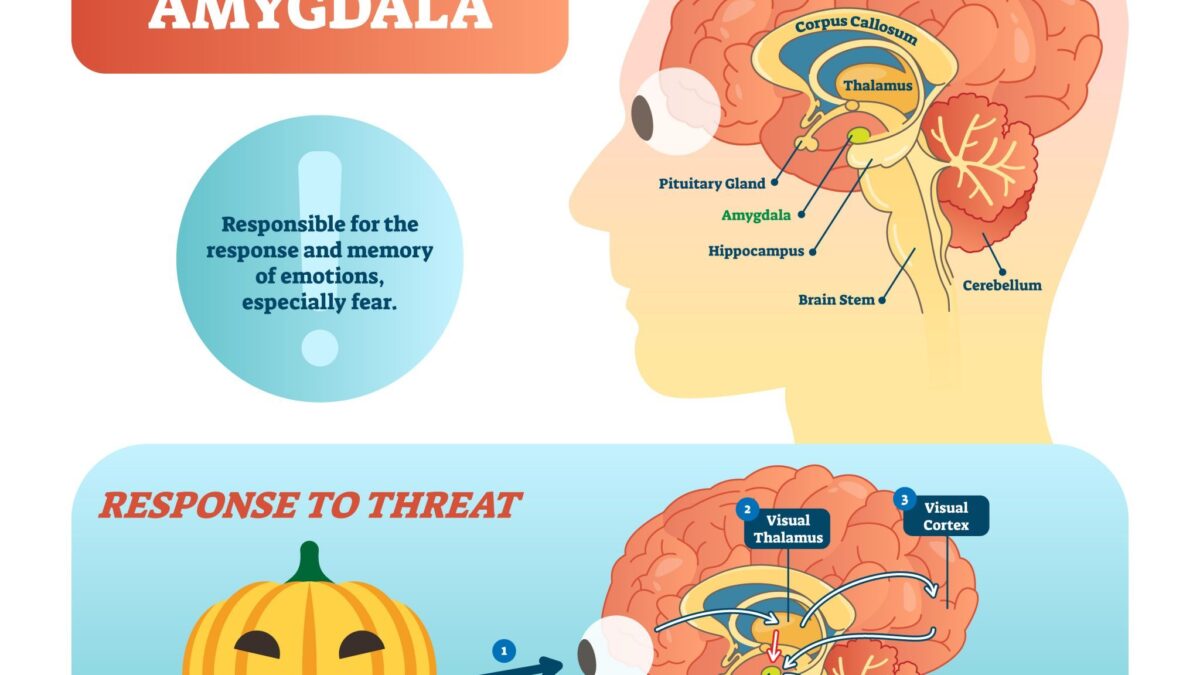 Amygdala O