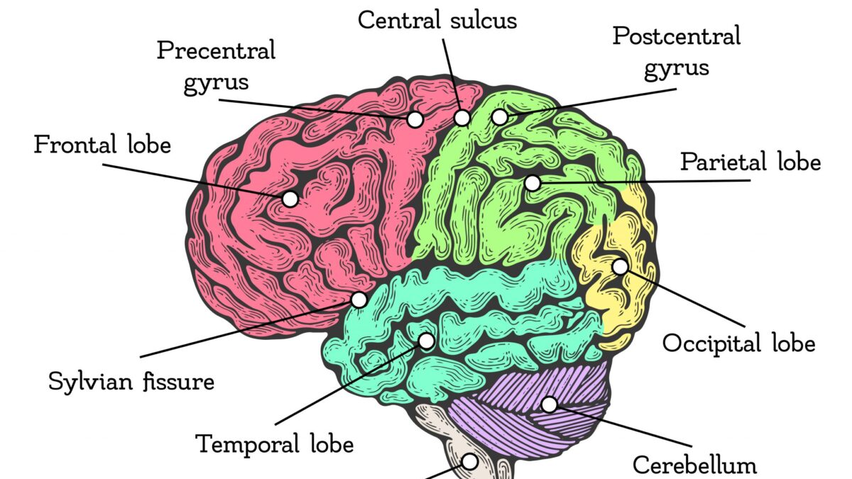 Main Parts Of The Brain And Functions